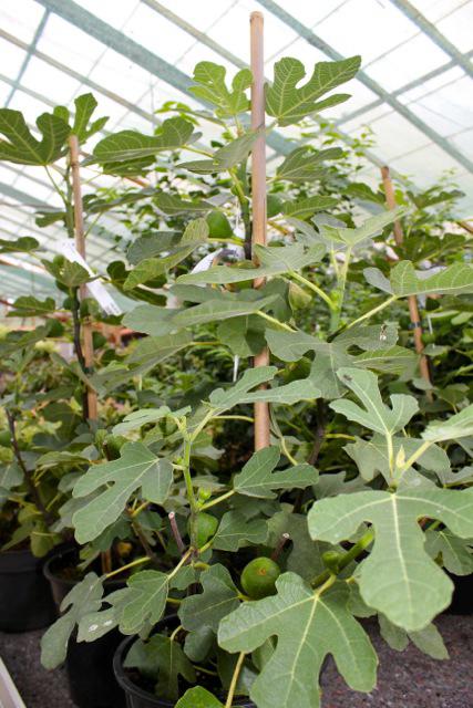 FIGEN - FICUS CARICA 'FIROMA' - Ellebæk webshop